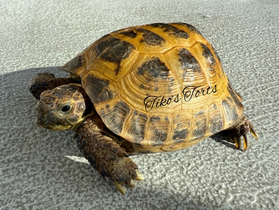 Rocket - Russian Tortoise by Tiko’s Torts
