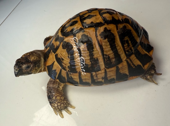 Sire - Western Hermann's Tortoise by Tiko’s Torts