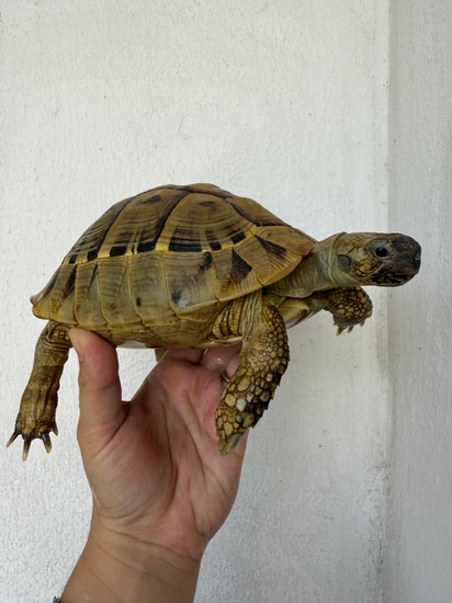 Macedonian Hermann's Tortoise by Tiko’s Torts