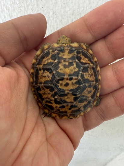 Pancake Pancake Tortoise by Tiko’s Torts
