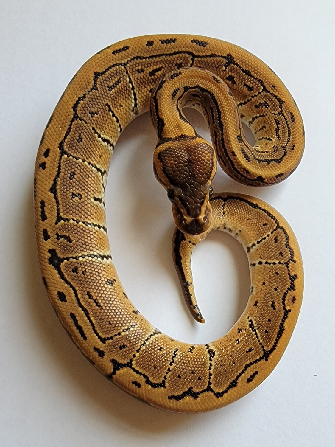 Pinstripe Het Orange Ghost Ball Python by Bobcat Exotics - MorphMarket