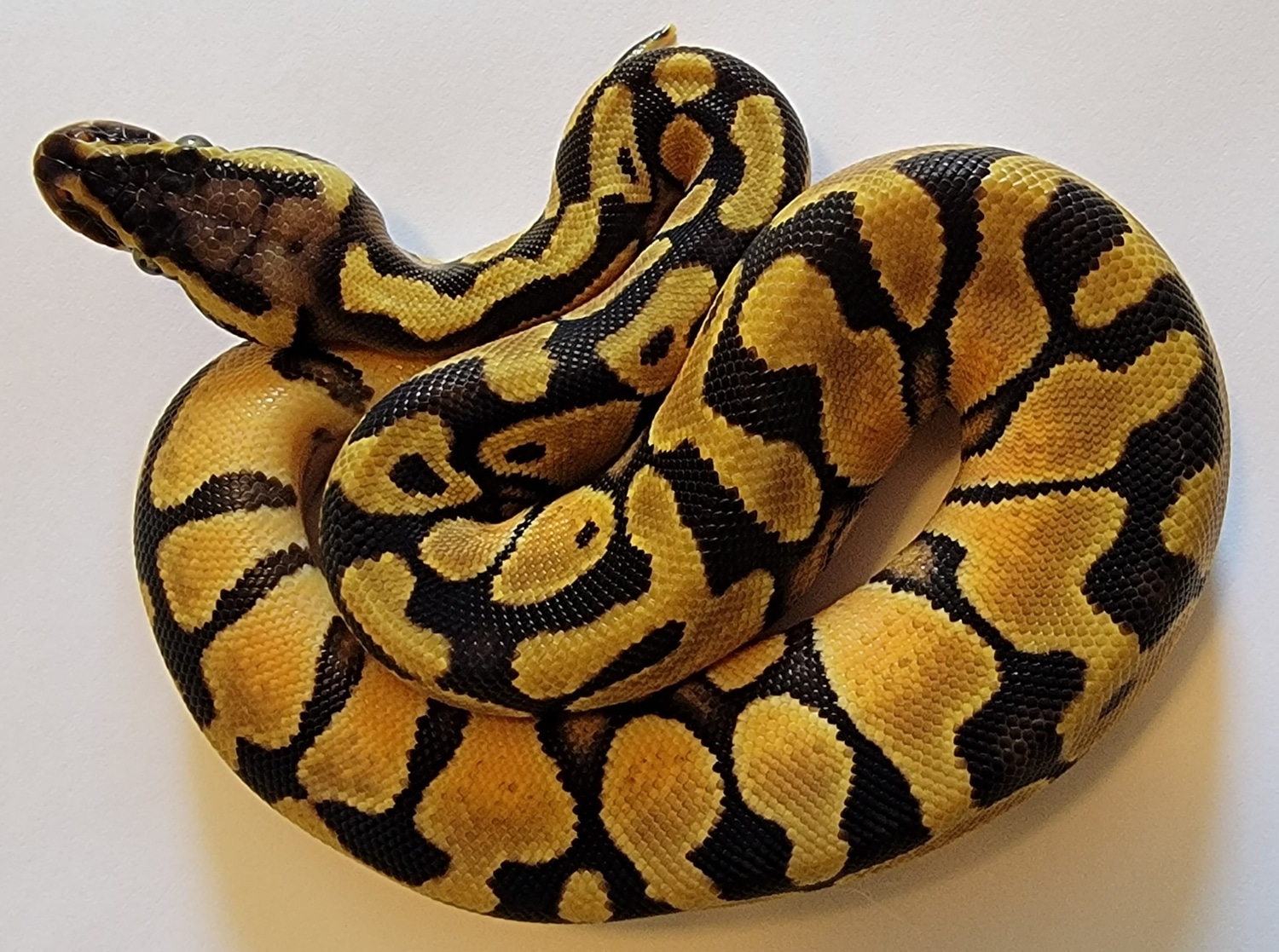 Pastel Enchi Het Orange Ghost Ball Python by Bobcat Exotics - MorphMarket