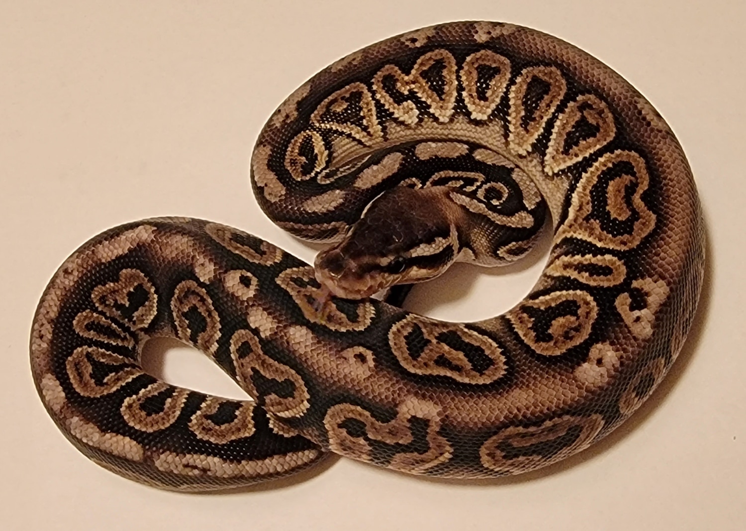 Black Pewter Ball Python by Bobcat Exotics - MorphMarket