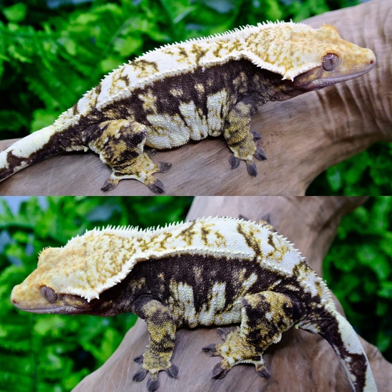 Stunning Chunky Female!! Crested Gecko by StickiFeet