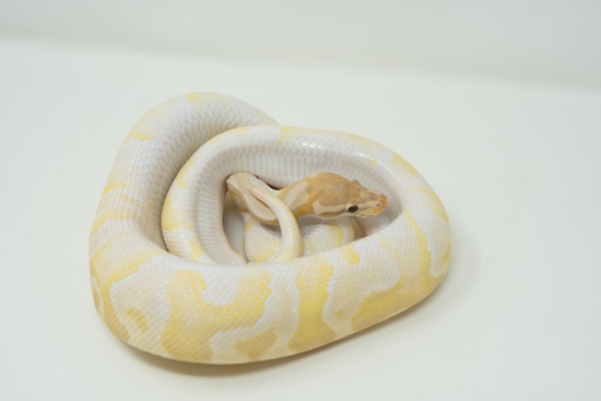 Ultramel Mojave Enchi Fire Ball Python by ExoticPlug