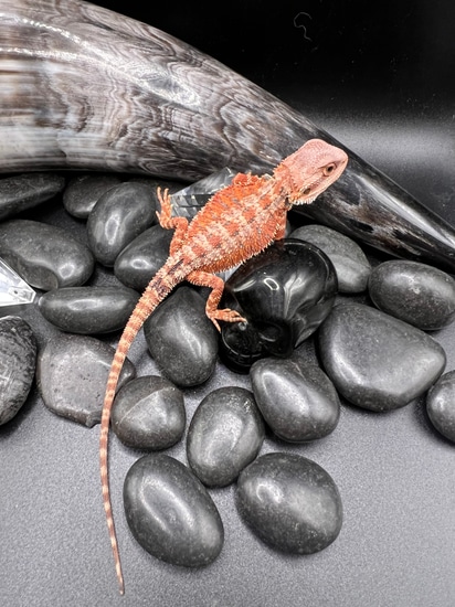 Red Monster Genetic Striped Central Bearded Dragon by Til Valhalla Dragons