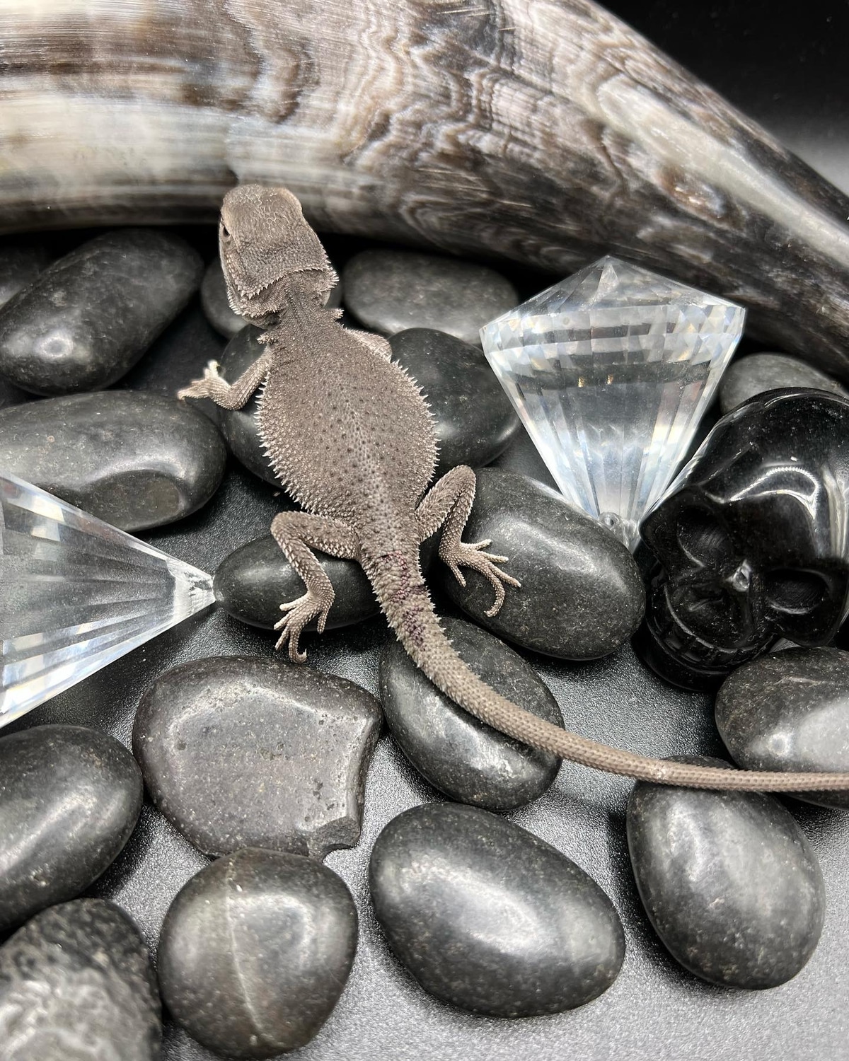 Zero Het HypoTrans Wit Central Bearded Dragon by Til Valhalla Dragons ...