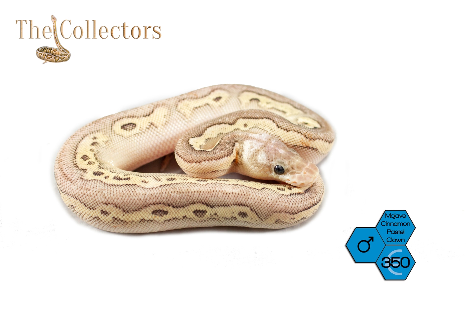 Pewter Mojave Clown Or Savannah Pastel Clown Ball Python by The ...