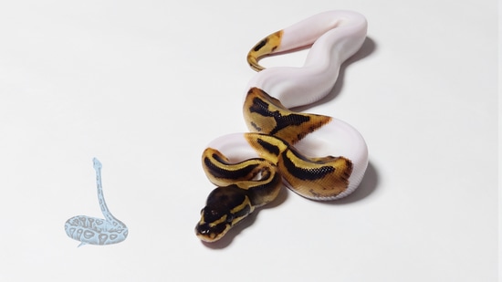 Piebald Girl Ball Python by The Collectors Reptiles