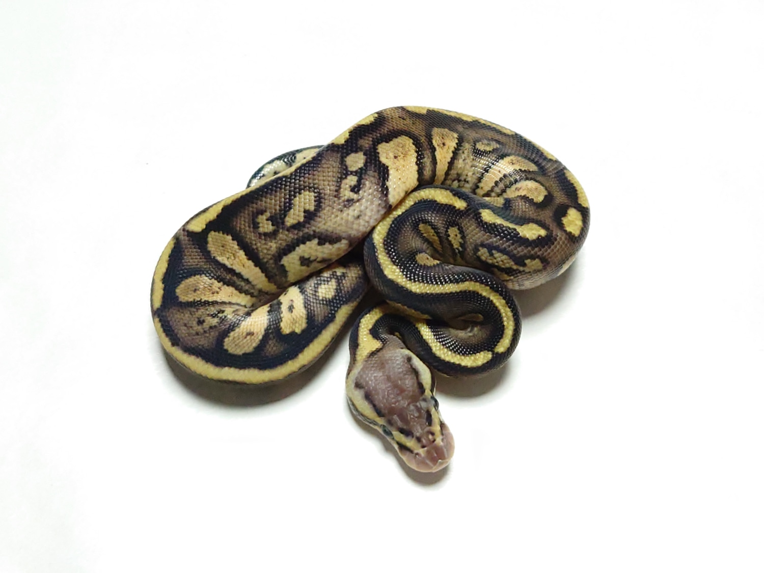 Pastel Stranger Ball Python by The Collectors Reptiles - MorphMarket