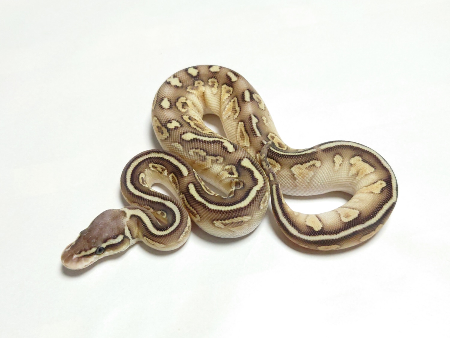 Hetari Lesser Trick Pastel Ball Python by The Collectors Reptiles ...