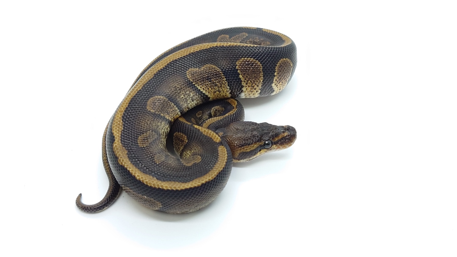 Stranger Ball Python by The Collectors Reptiles - MorphMarket