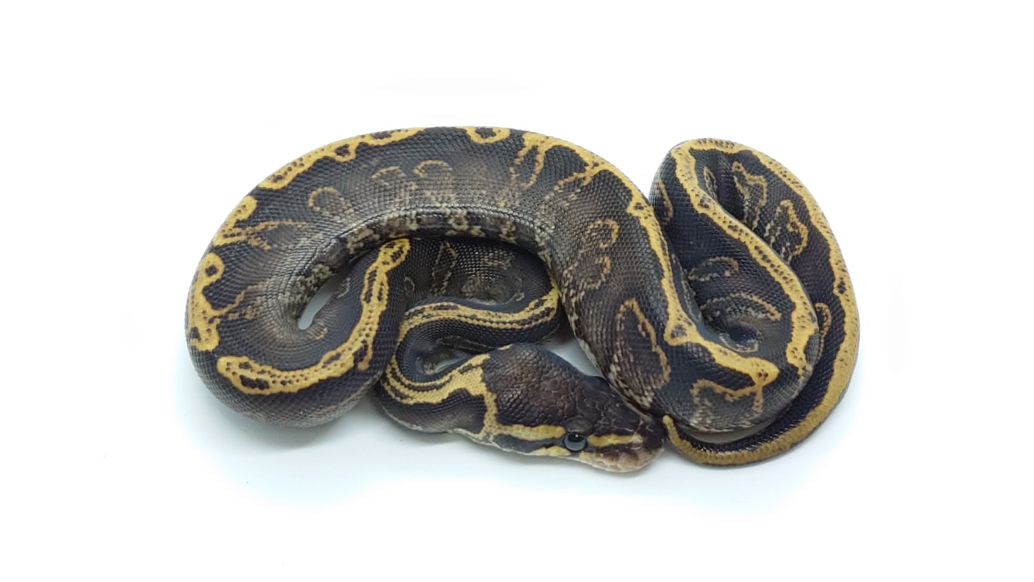 GHI Phantom Confusion Ball Python by The Collectors Reptiles - MorphMarket