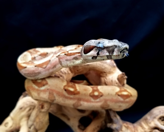 2016 Male Hypo Het Vpi T+ Pink Panther Ph Leopard Boa Constrictor by ...