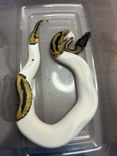 Pied Het Albino #1 Ball Python by Graham Reptiles - MorphMarket