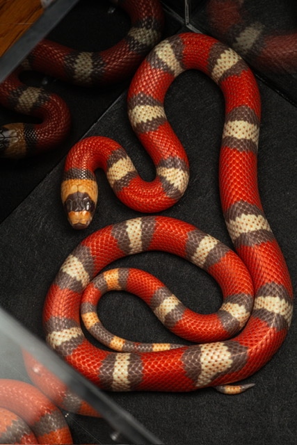 Extreme Tri-color Honduran Milk Snake by Graham Reptiles - MorphMarket