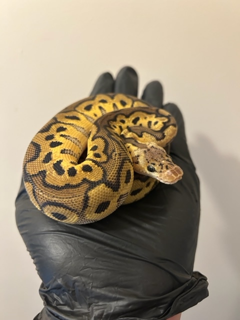 Pastel Clown Ball Python by Graham Reptiles - MorphMarket