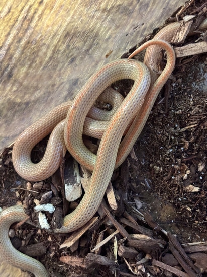 Ground Snakes More Colubrid by Tim’s reptiles
