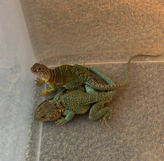 Super Nice Light Blue Collared Lizard by Tim’s reptiles