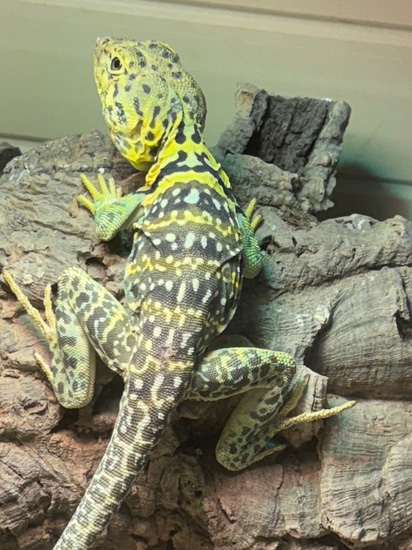 Electric Yellow Collared Lizard by Tim’s reptiles