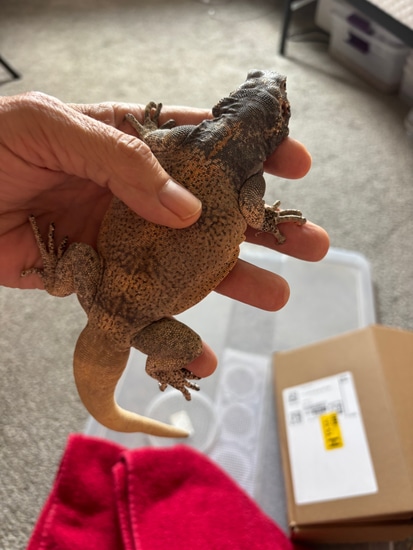 Red Back Chuckwallas More Lizard by Tim’s reptiles