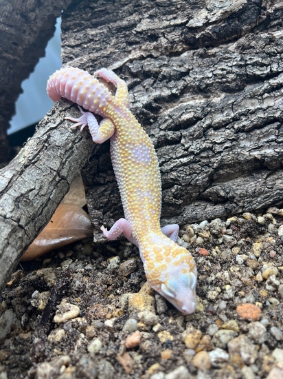 Raptor Snow Leopard Gecko by Nealon Reptiles