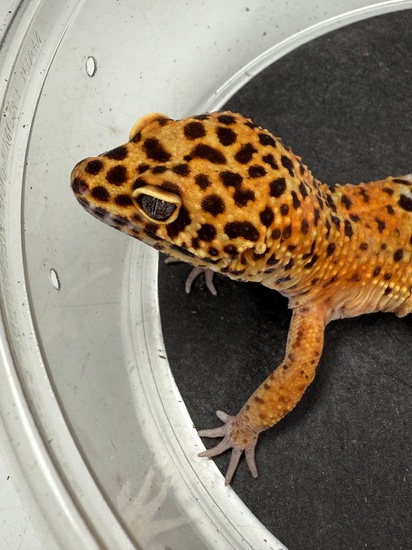 Tangerine Inferno Cross Leopard Gecko by Nealon Reptiles