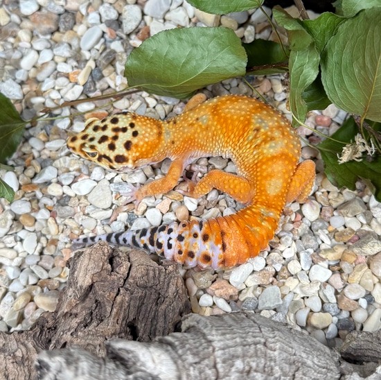 Inferno Tangerine Cross Leopard Gecko by Nealon Reptiles