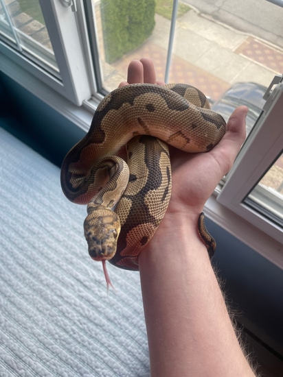 Blade Clown Het Desert Ghost Ball Python by SacredScales