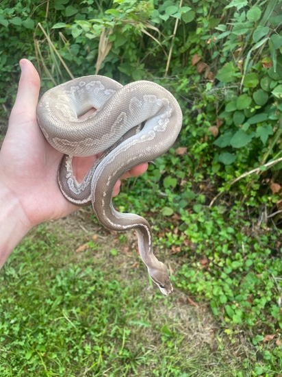 Mojave Black Pastel Het Red Axanthic Ball Python by SacredScales