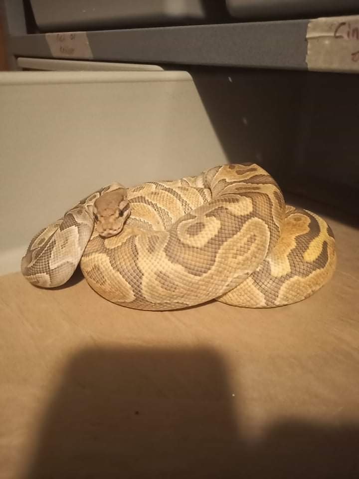 Cinnamon Enchi Ghost Ball Python by Reptiles on the Ridge - MorphMarket