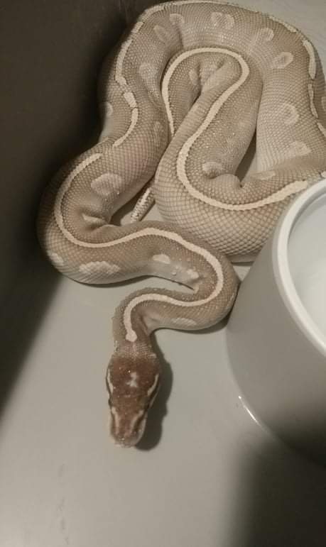 Mystic Potion Ball Python by Reptiles on the Ridge - MorphMarket