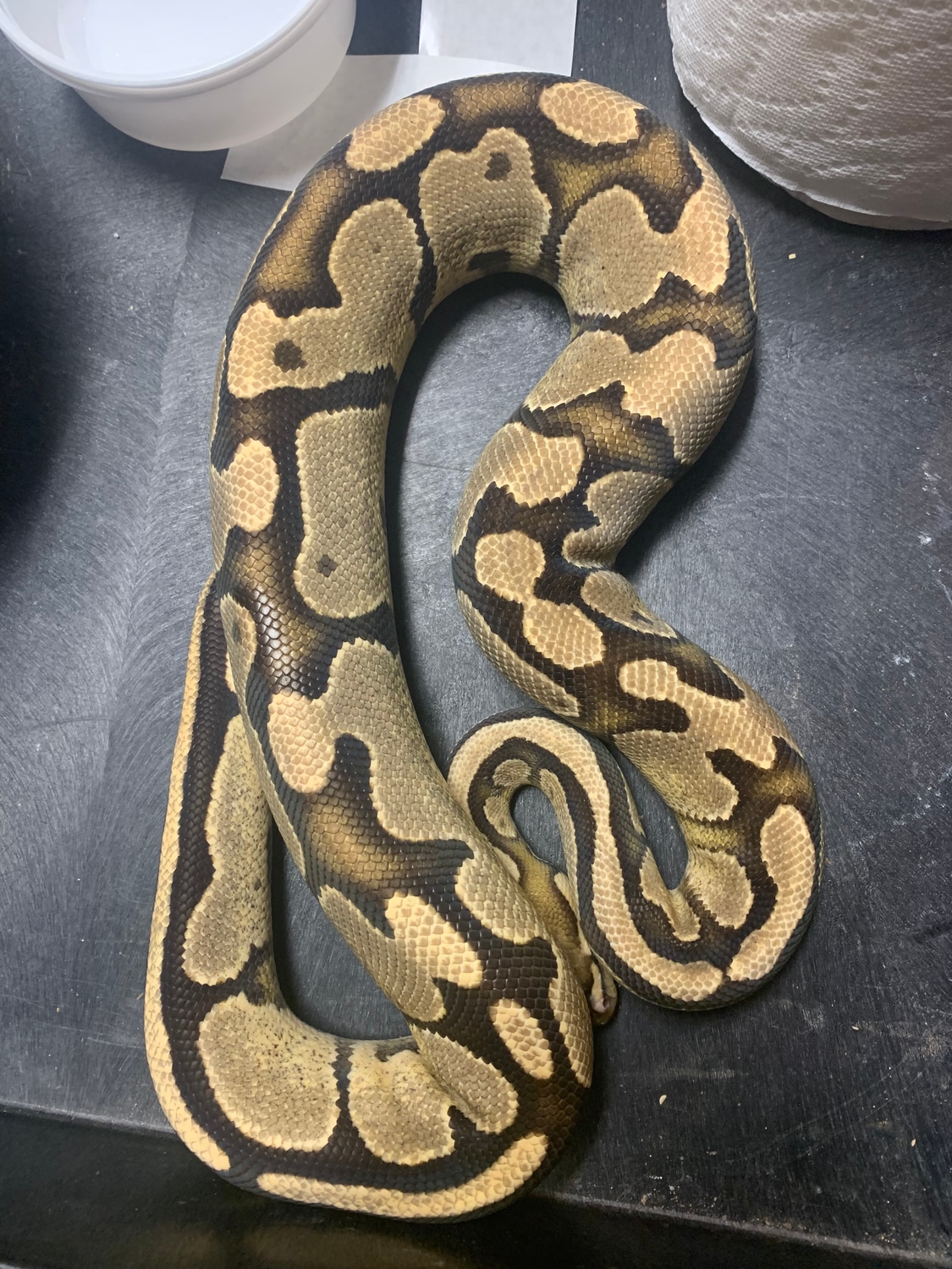 Pastel Blade Het Piebald Ball Python by Reptiles on the Ridge - MorphMarket