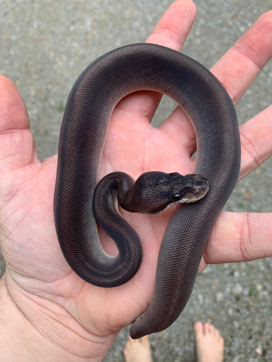 Super Cinnamon Ball Python by Reptiles on the Ridge - MorphMarket