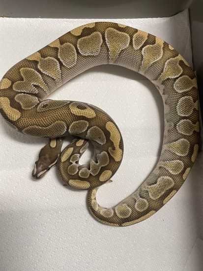 Butter Scaleless Head Het Albino Ball Python by Reptiles on the Ridge