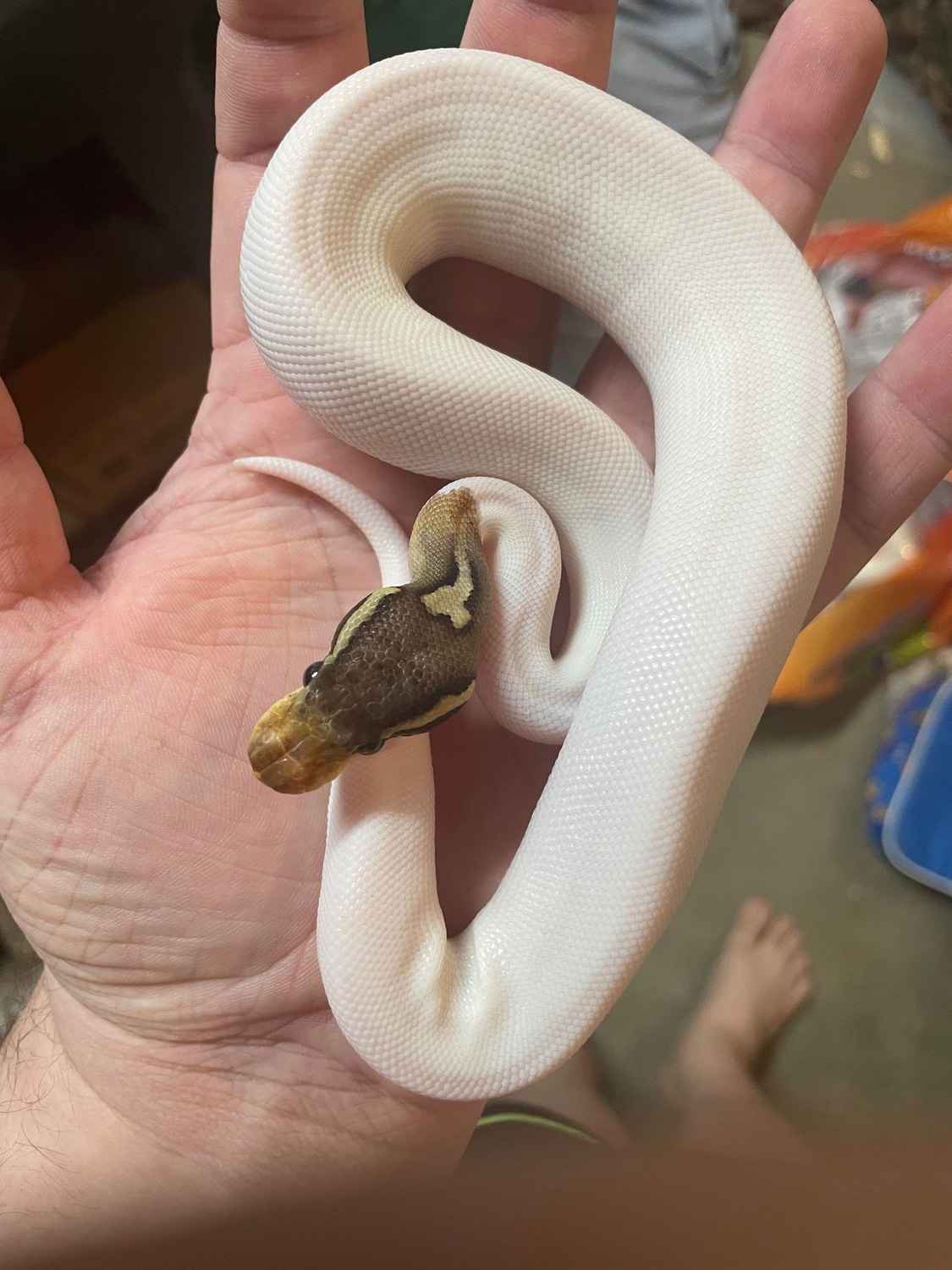 Pewter Pied Ball Python by Reptiles on the Ridge - MorphMarket