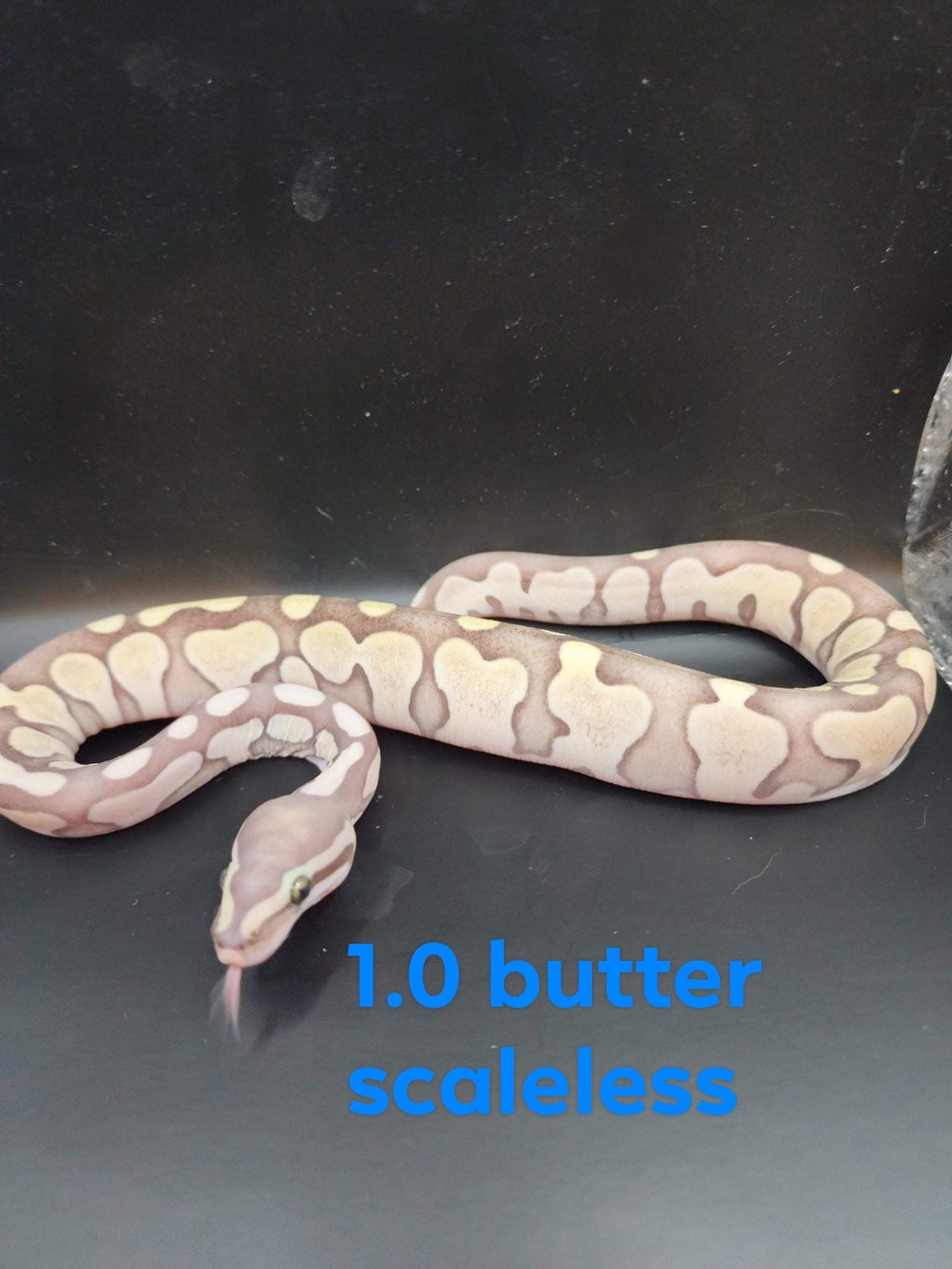 Scaleless Butter Ball Python by Reptiles on the Ridge - MorphMarket