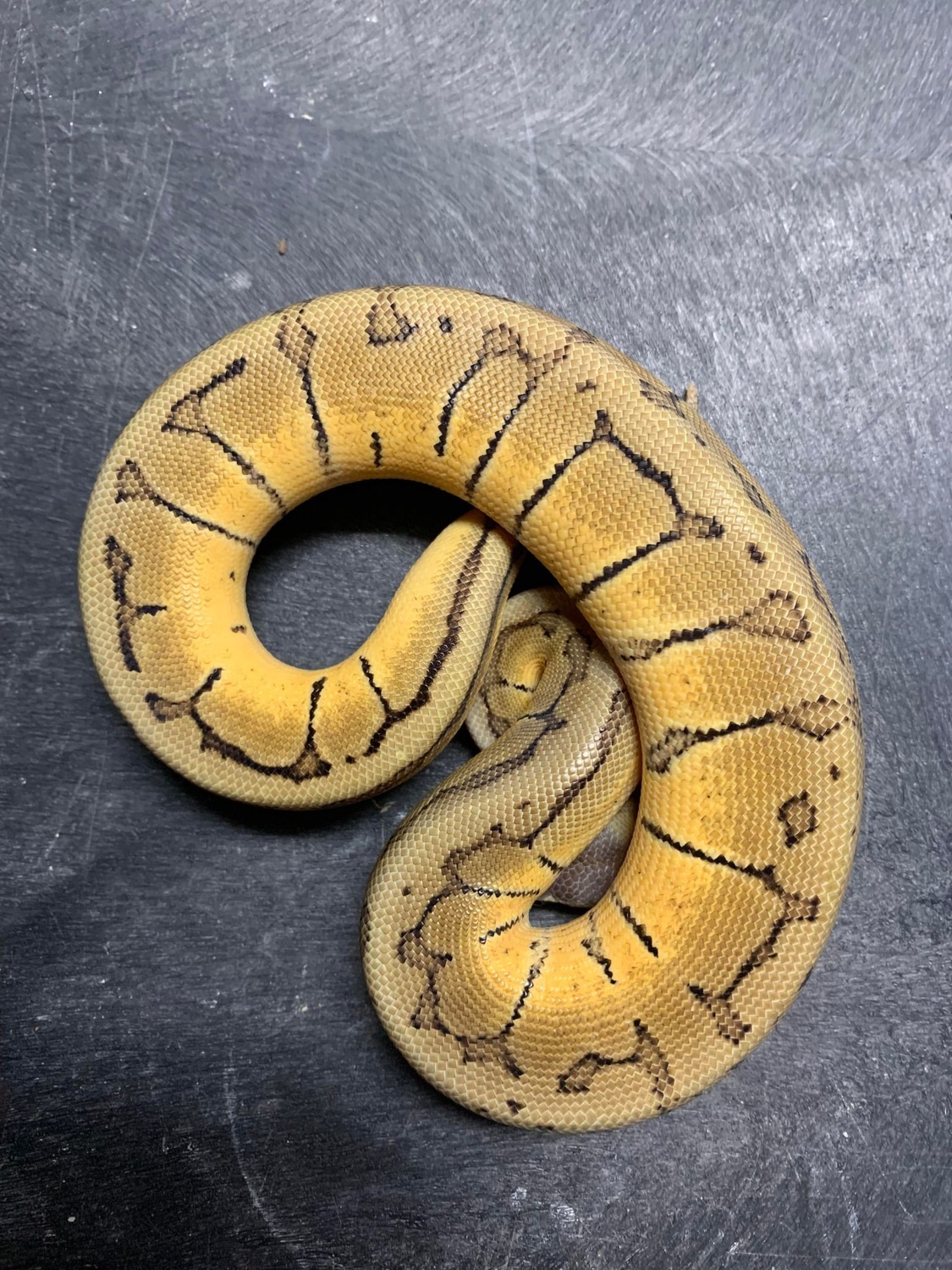 Chocolate Enchi Pinstripe Ball Python by Reptiles on the Ridge ...