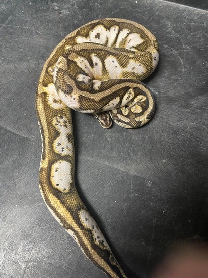 Super Pastel Calico Ball Python by Reptiles on the Ridge