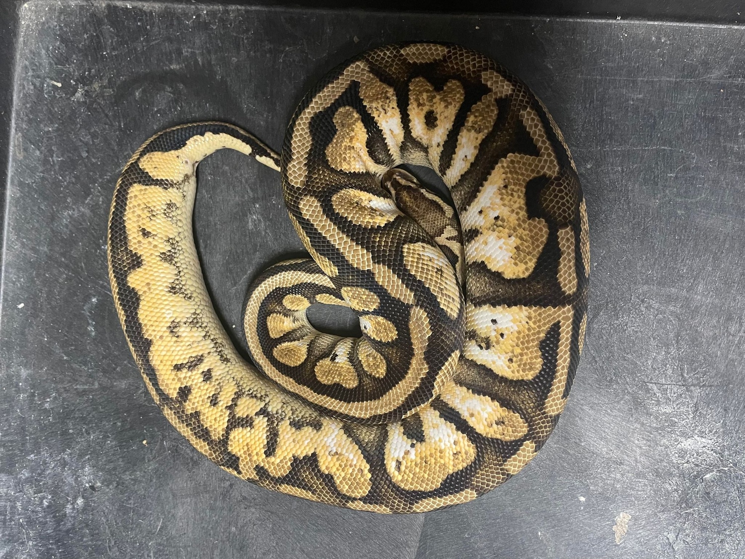 Pastel Calico Ball Python by Reptiles on the Ridge - MorphMarket