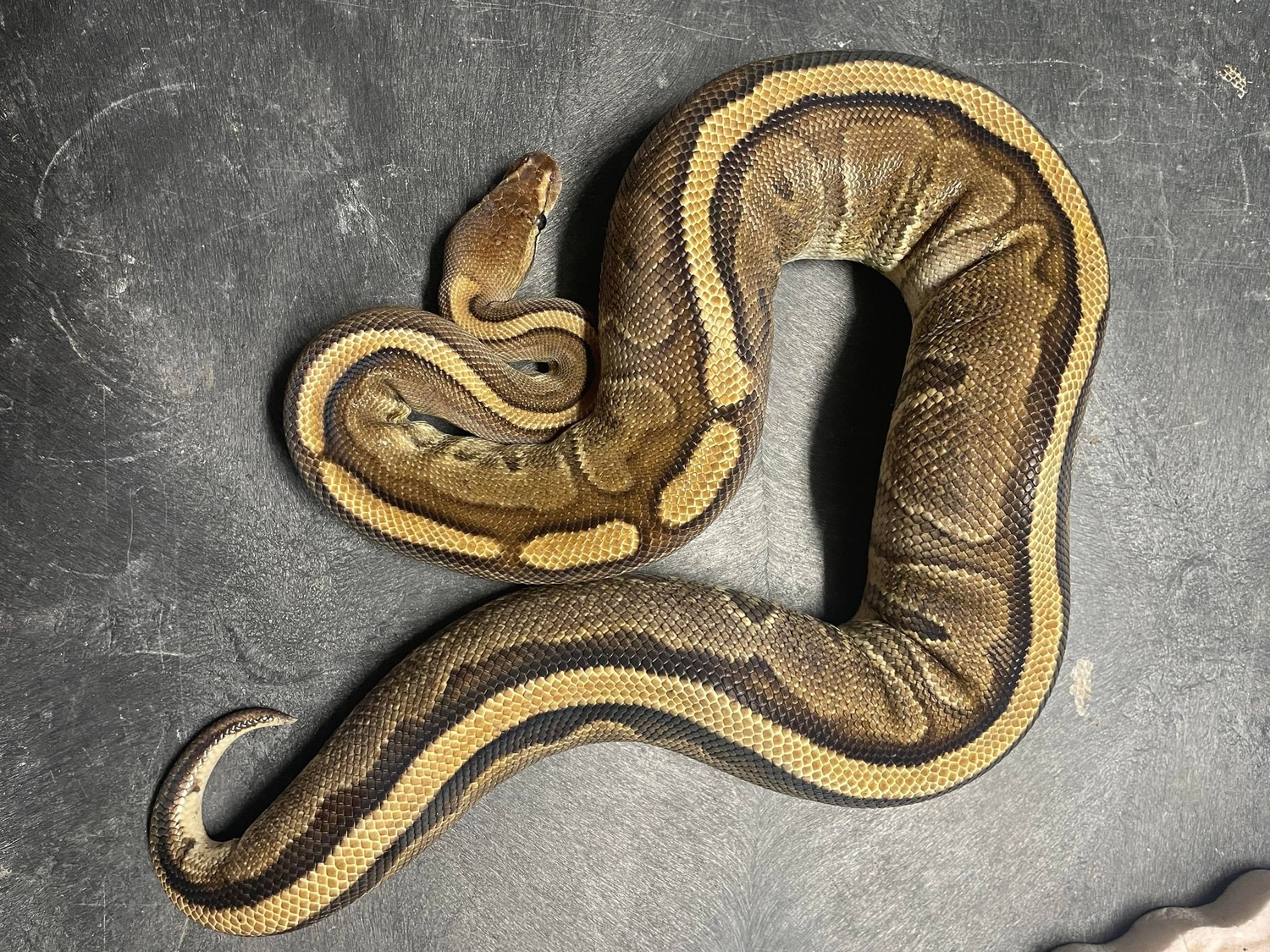Genetic Stripe Ball Python by Reptiles on the Ridge - MorphMarket