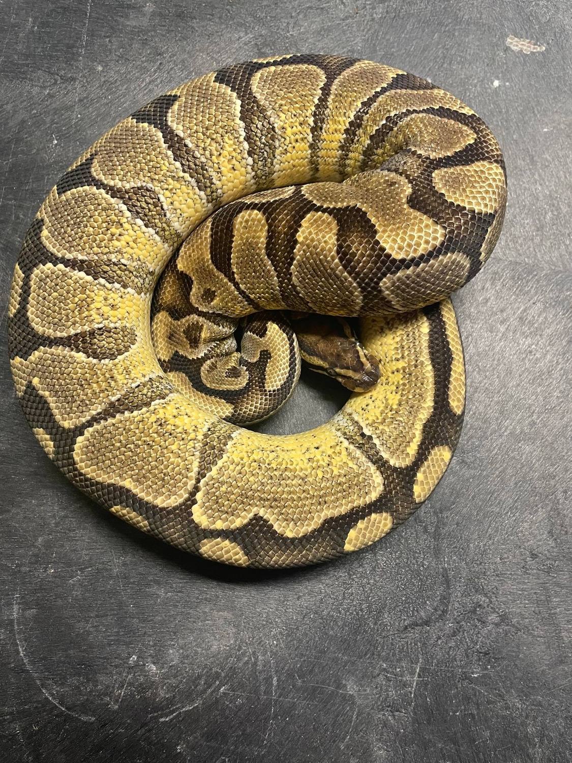 Enchi Het Orange Ghost Ball Python by Reptiles on the Ridge - MorphMarket