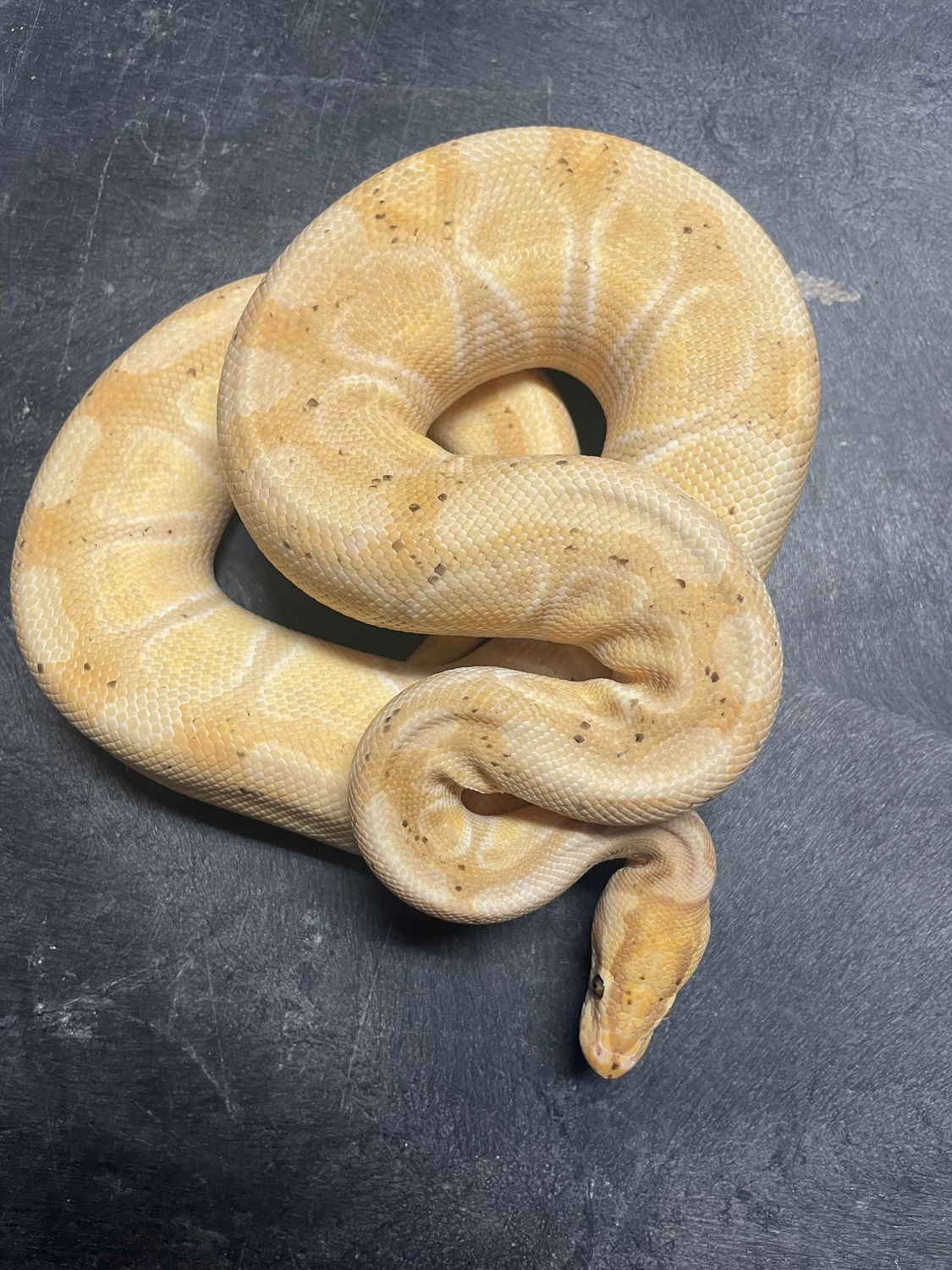 Banana Fire Ball Python by Reptiles on the Ridge - MorphMarket