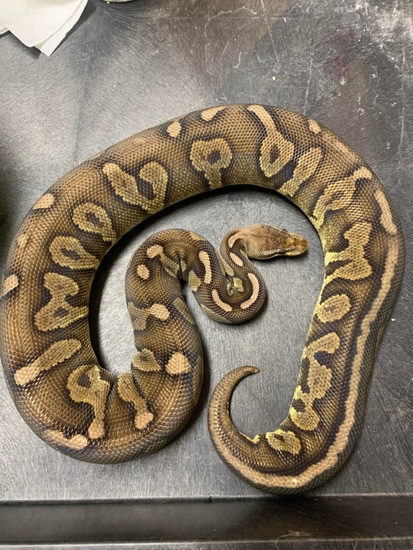 Adult Super Chocolate Enchi Ball Python by Reptiles on the Ridge