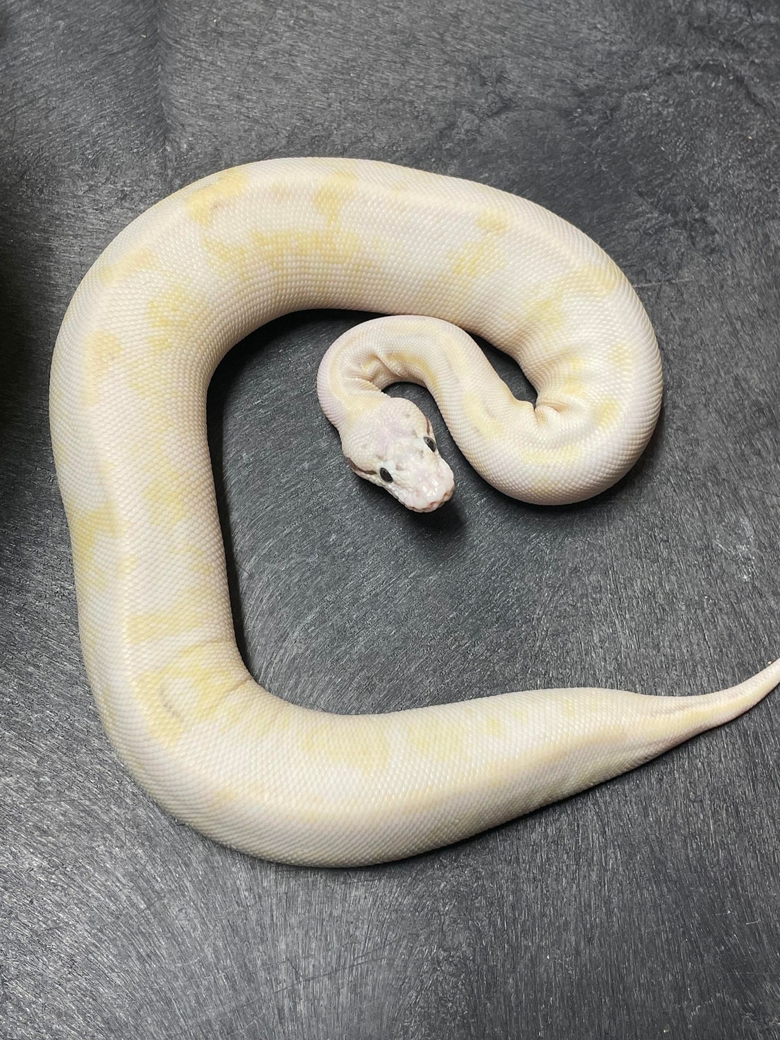 Ivory Ball Python by Reptiles on the Ridge - MorphMarket