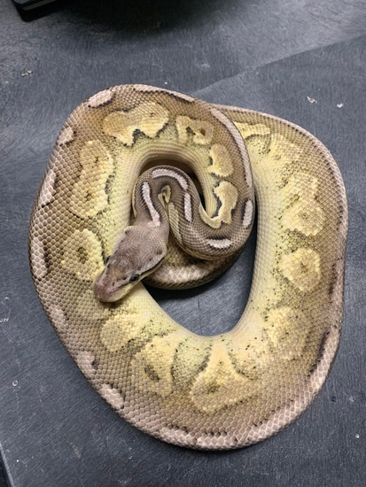 Adult Pewter Sandblast Het Albino Pos Het Pied Ball Python by Reptiles ...