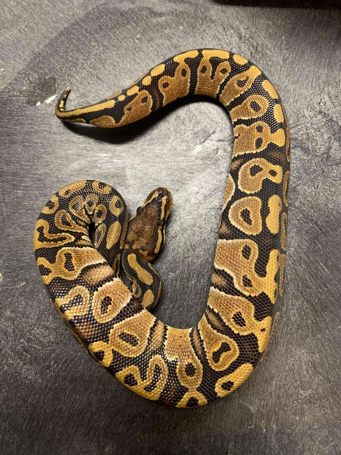 Het Albino 50% Het Monsoon(Markers) Ball Python by Reptiles on the Ridge - MorphMarket