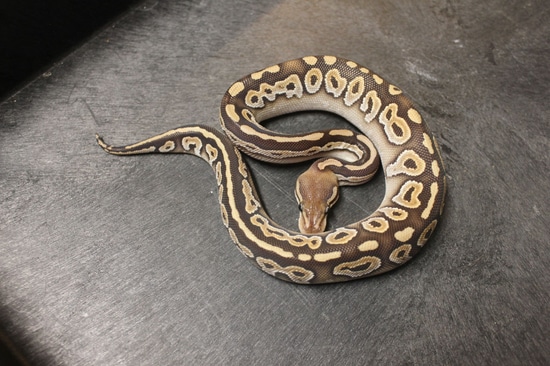 Black Pastel Mojave Het Albino 50% Het Monsoon Ball Python by Reptiles ...