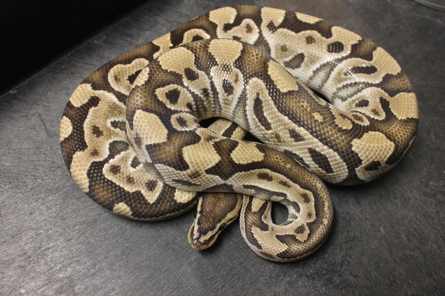 Cryptic/Crypton Ball Python by Reptiles on the Ridge - MorphMarket