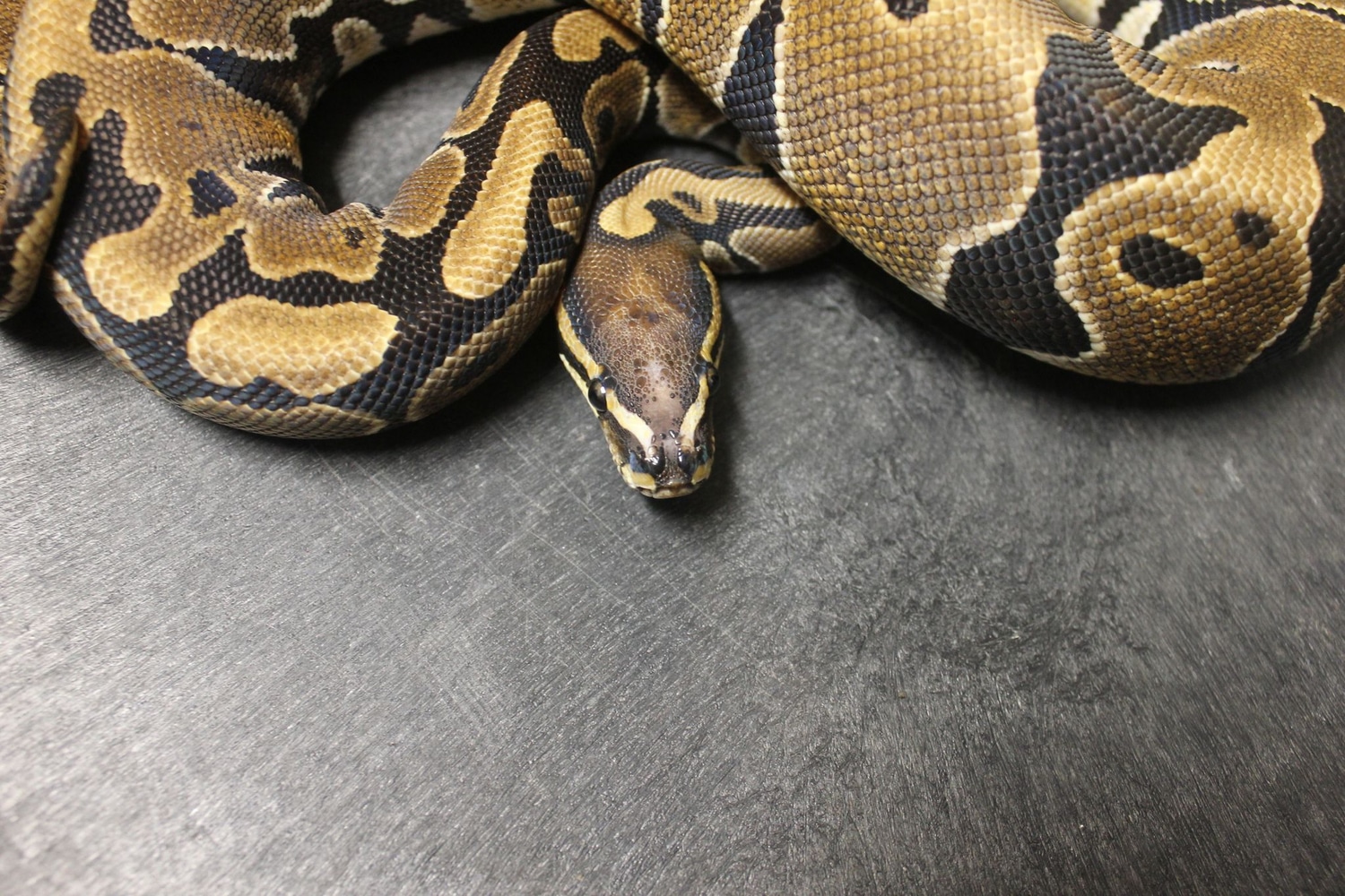 Scaleless Head Het Albino Ball Python by Reptiles on the Ridge ...